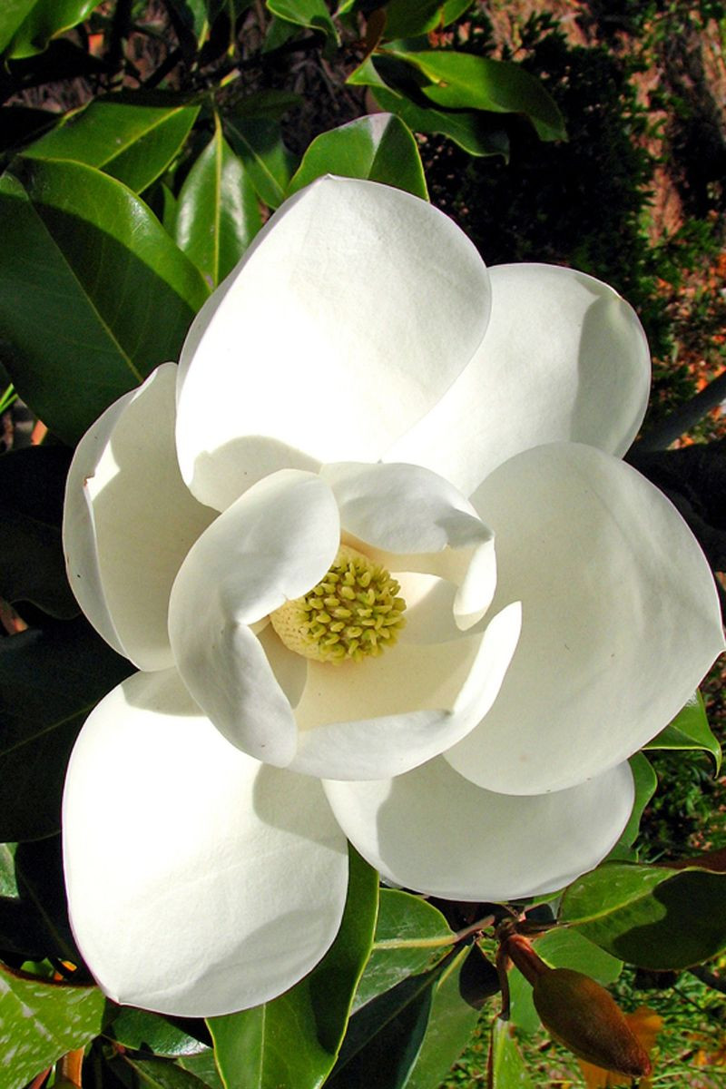 Magnolia persistant 'Kay Parris' - En pot de 3 litres | Greenweez