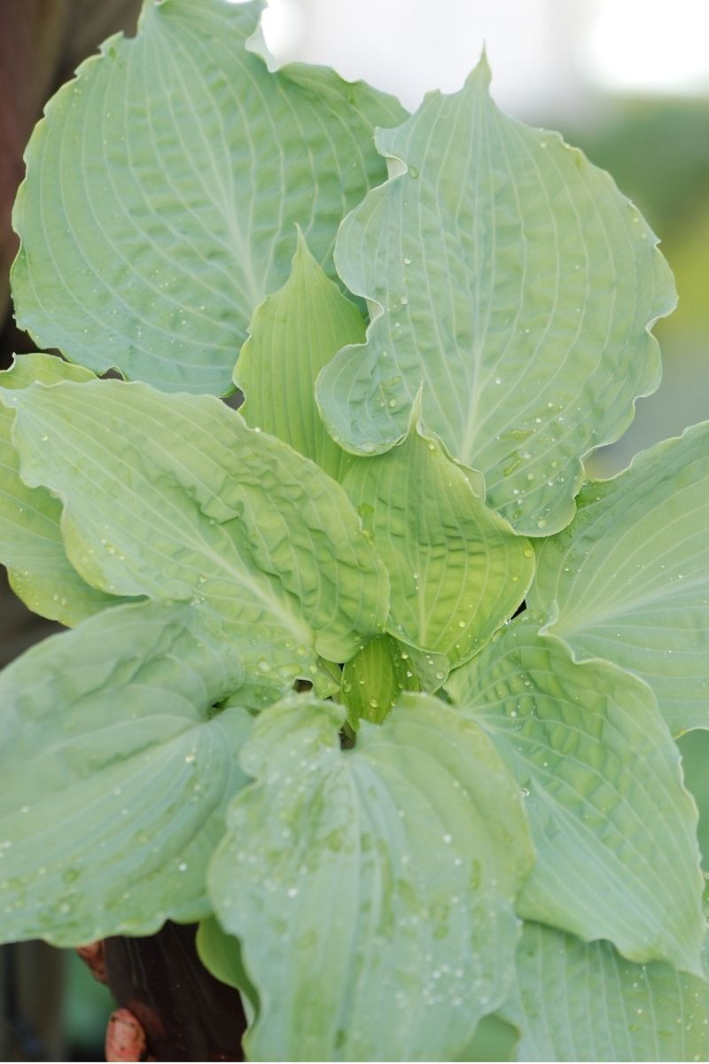 Hosta Diamond Lake - En pot de 3 litres | Greenweez