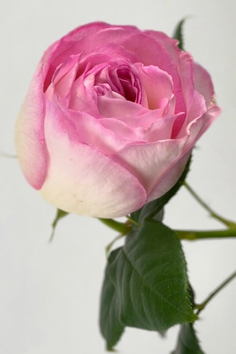 Rosier 'Camille Claudel' ? - En pot de 4/5 Litres | Greenweez