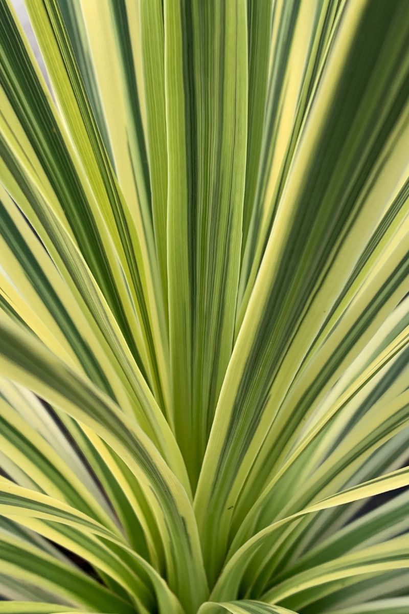 Cordyline 'Lime Passion' - En pot de 3 litres | Greenweez