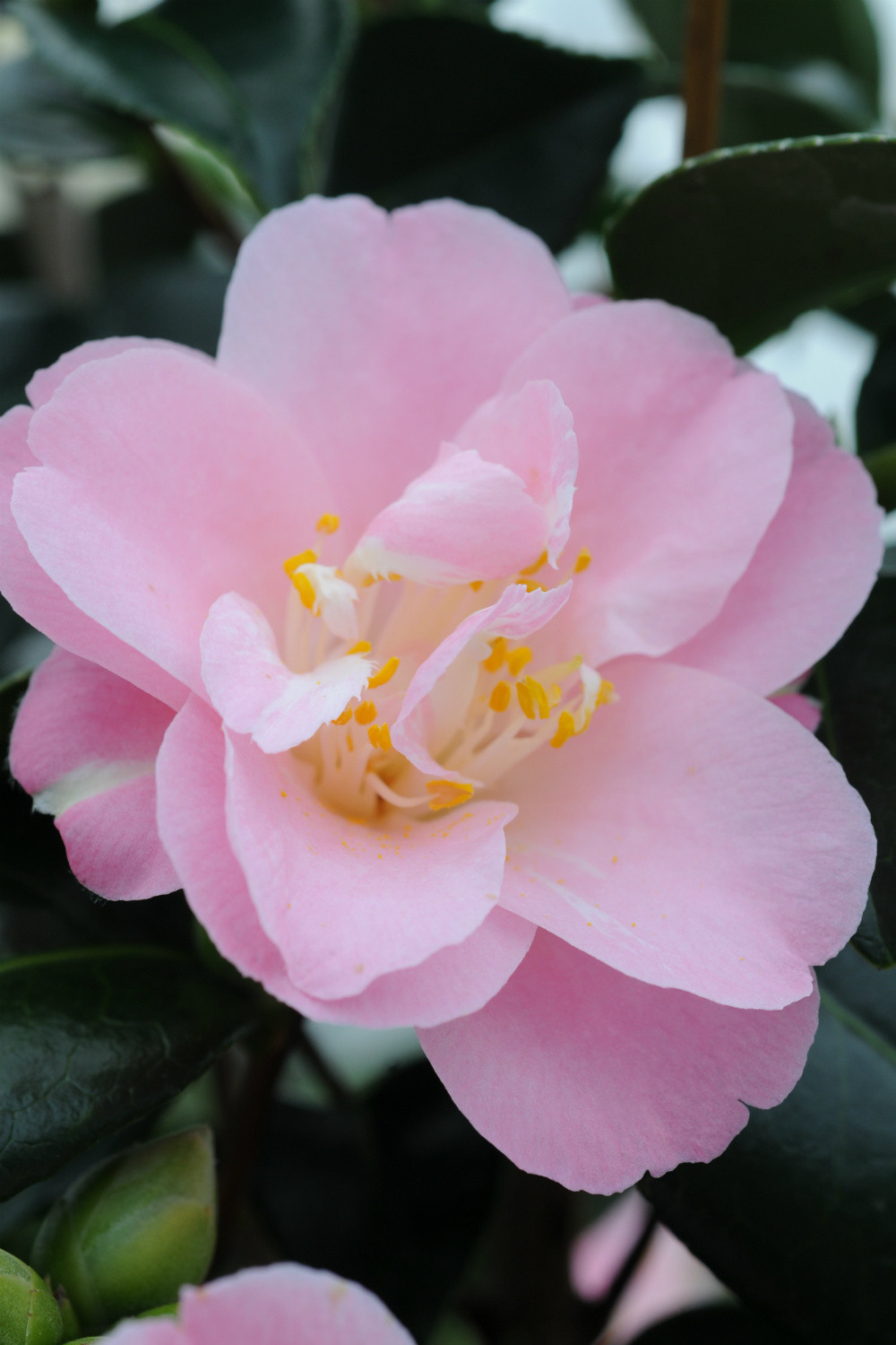 Camelia 'La Psalette' - En pot de 4 litres | Greenweez