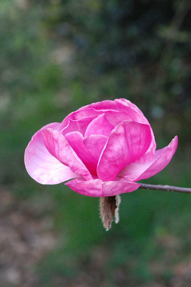 Magnolia 'Genie' - En pot de 5 litres | Greenweez