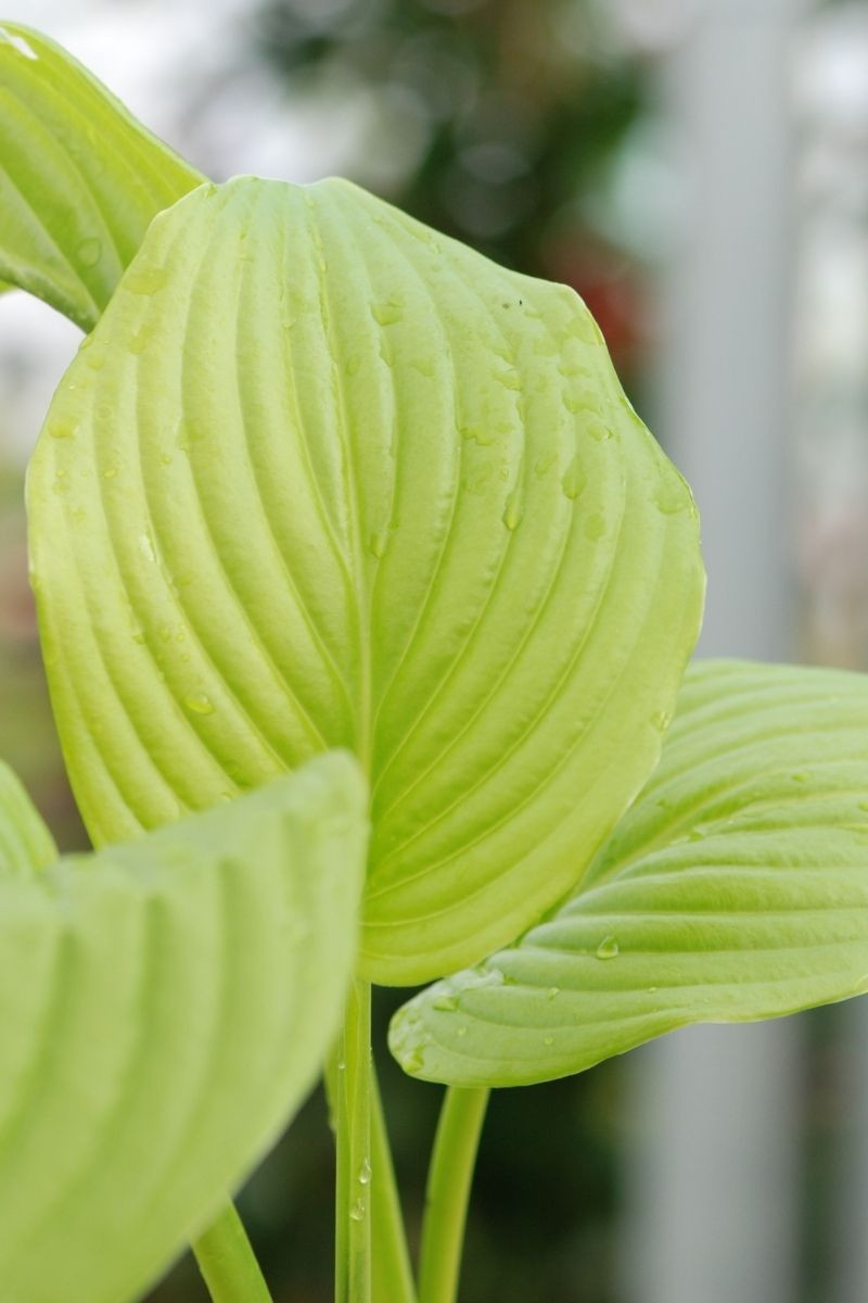 Hosta ?Grandiflora' - En pot de 1,3 litres | Greenweez