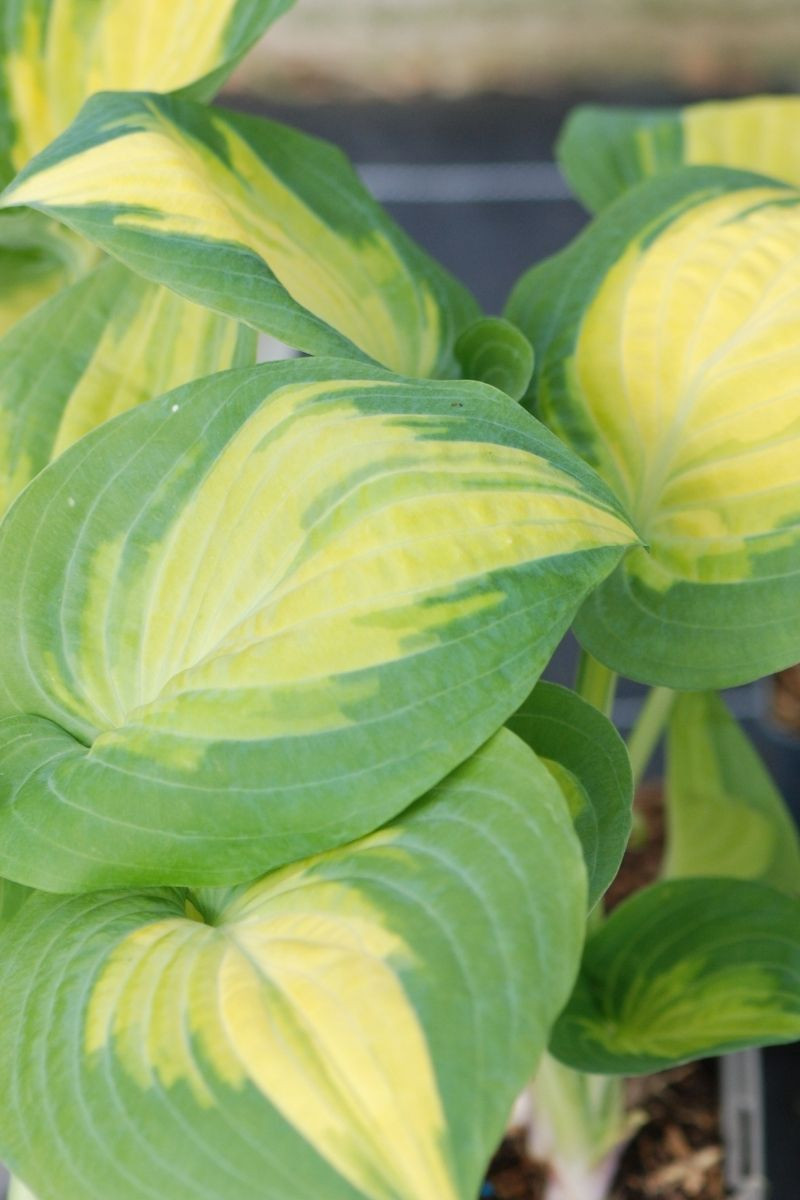 Hosta ?Forbidden Fruit' - En pot de 1,3 litres | Greenweez