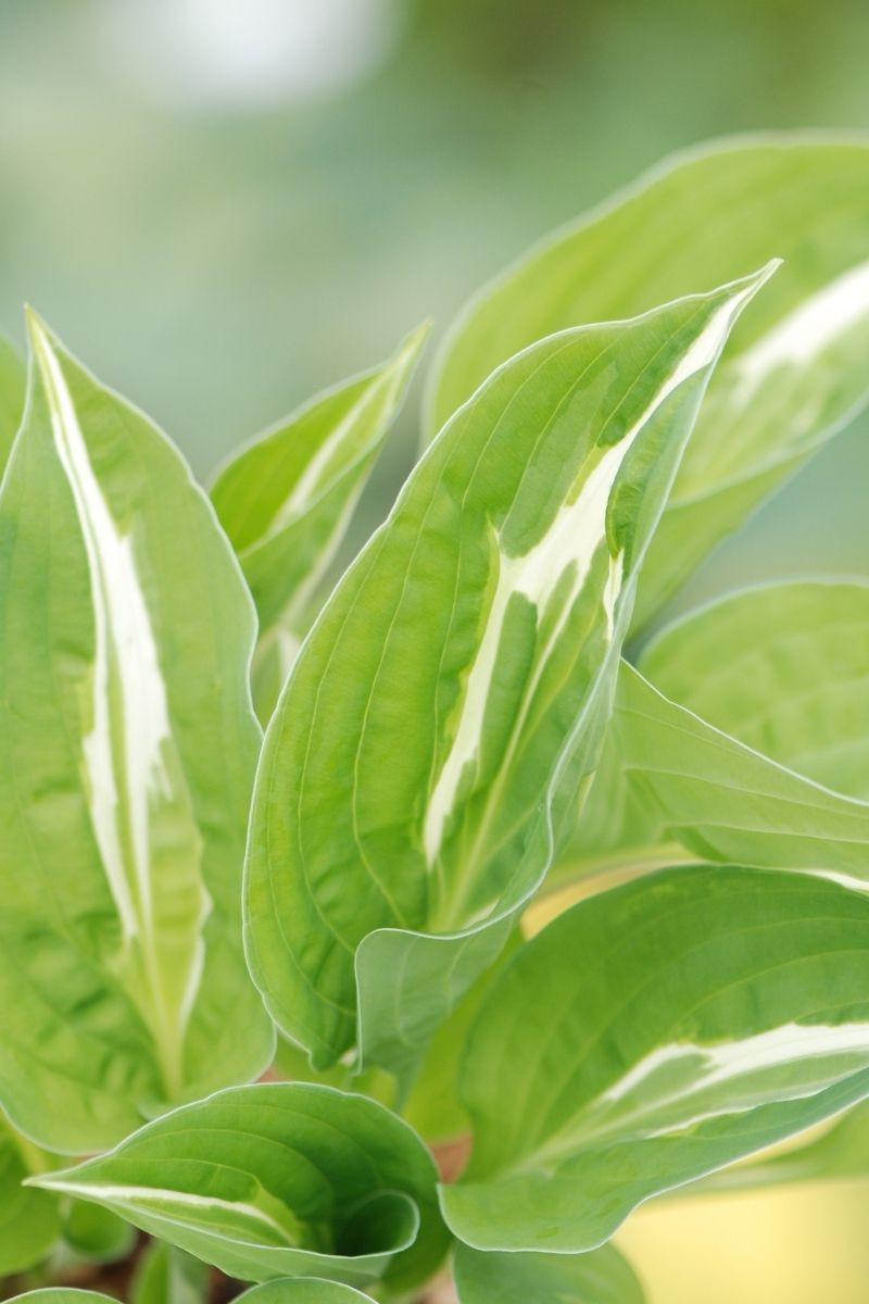 Hosta ?Snake Eyes' - En pot de 1,3 litres | Greenweez