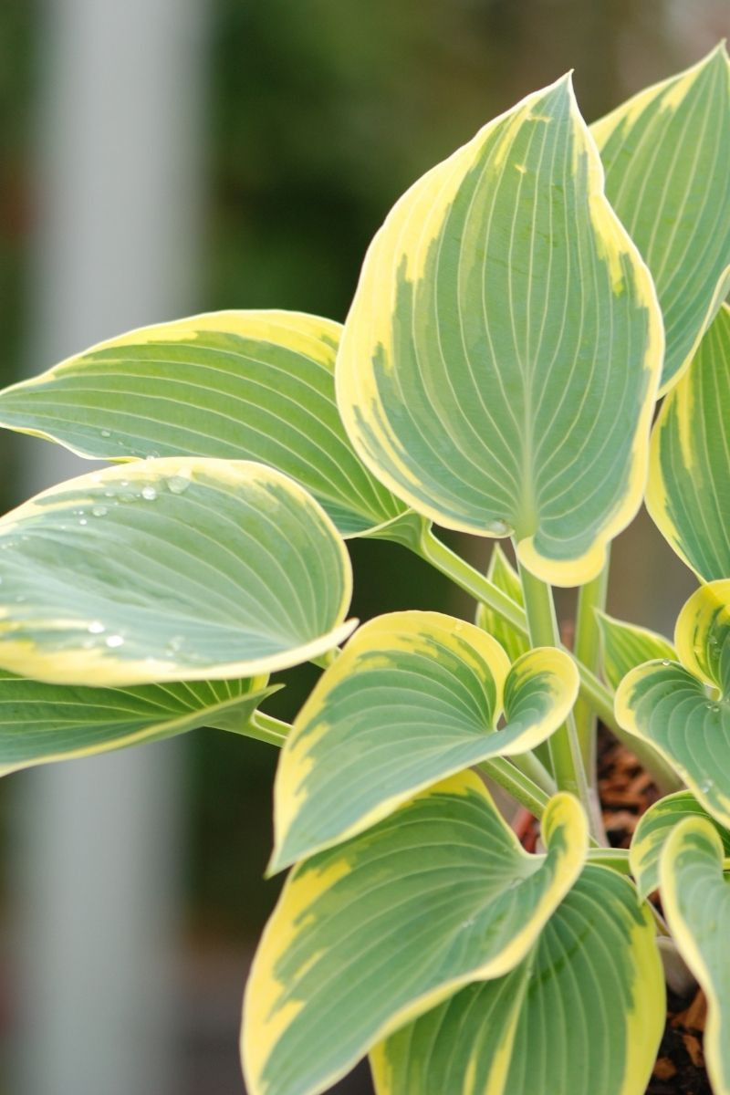 Hosta ?First Frost' - En pot de 1,3 litres | Greenweez