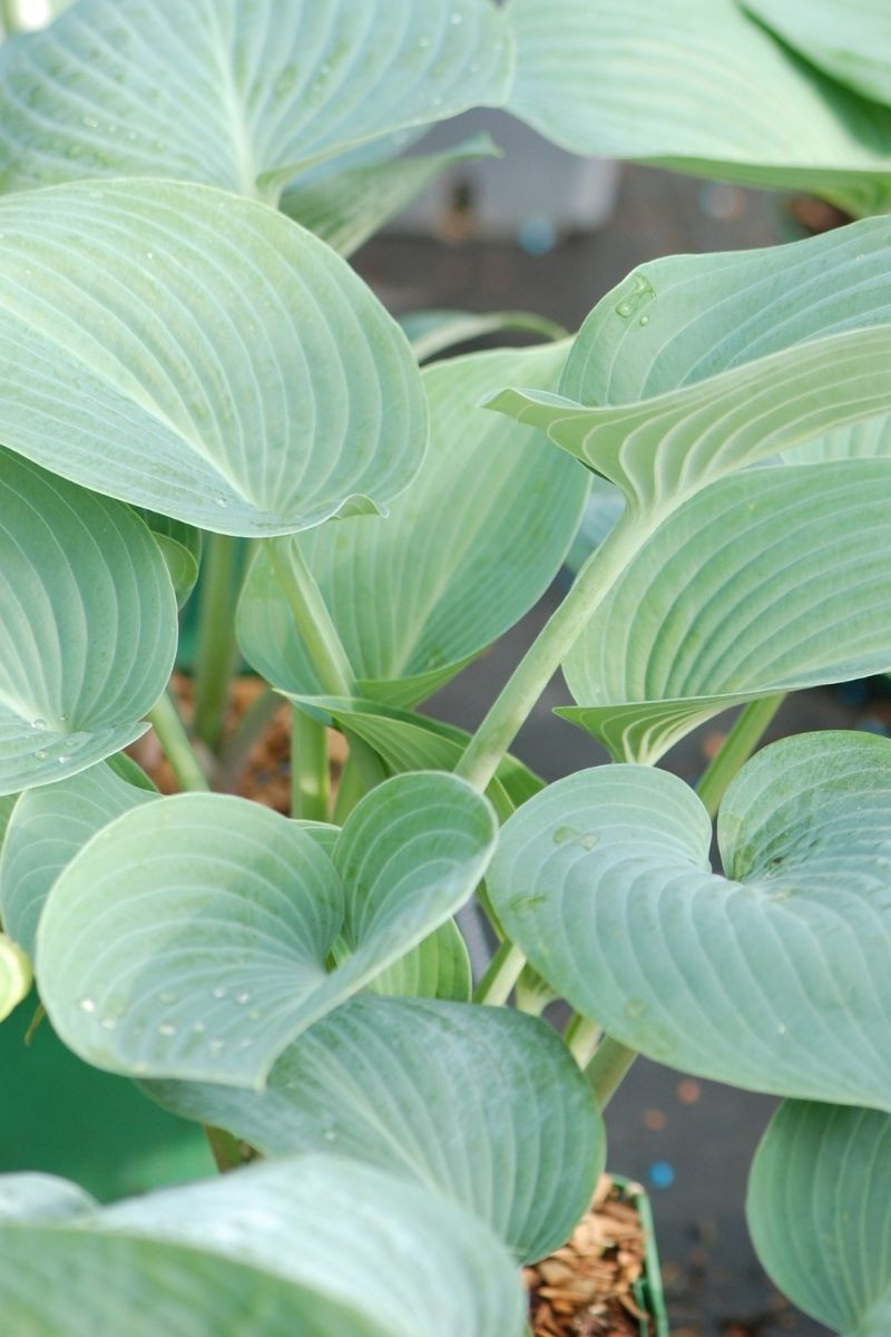 Hosta ?Halcyon' - En pot de 1,3 litres | Greenweez