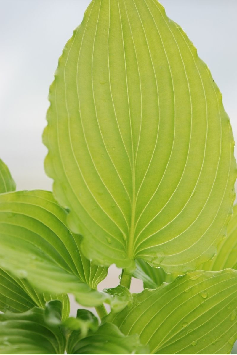 Hosta ?Stimulation' - En pot de 1,3 litres | Greenweez