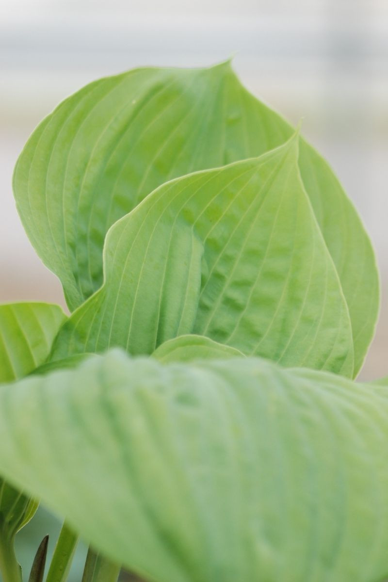 Hosta ?Sum And Substance' - En pot de 1,3 litres | Greenweez