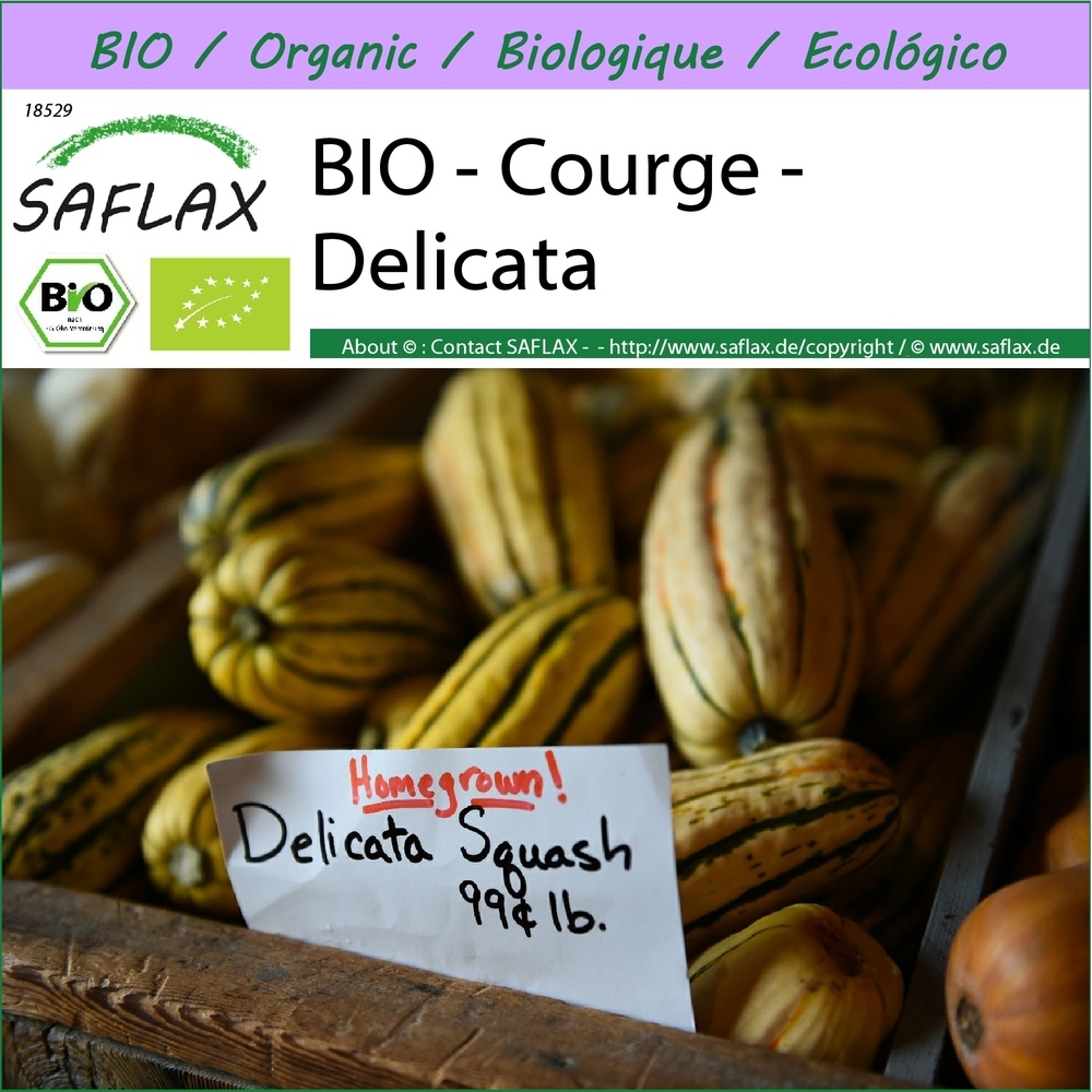 BIO - Courge - Delicata - 6 graines - Cucurbita | Greenweez