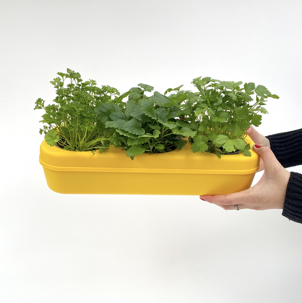 Potager pour petits espaces kit prêt-à-planter - 3 feuilles bio | Greenweez