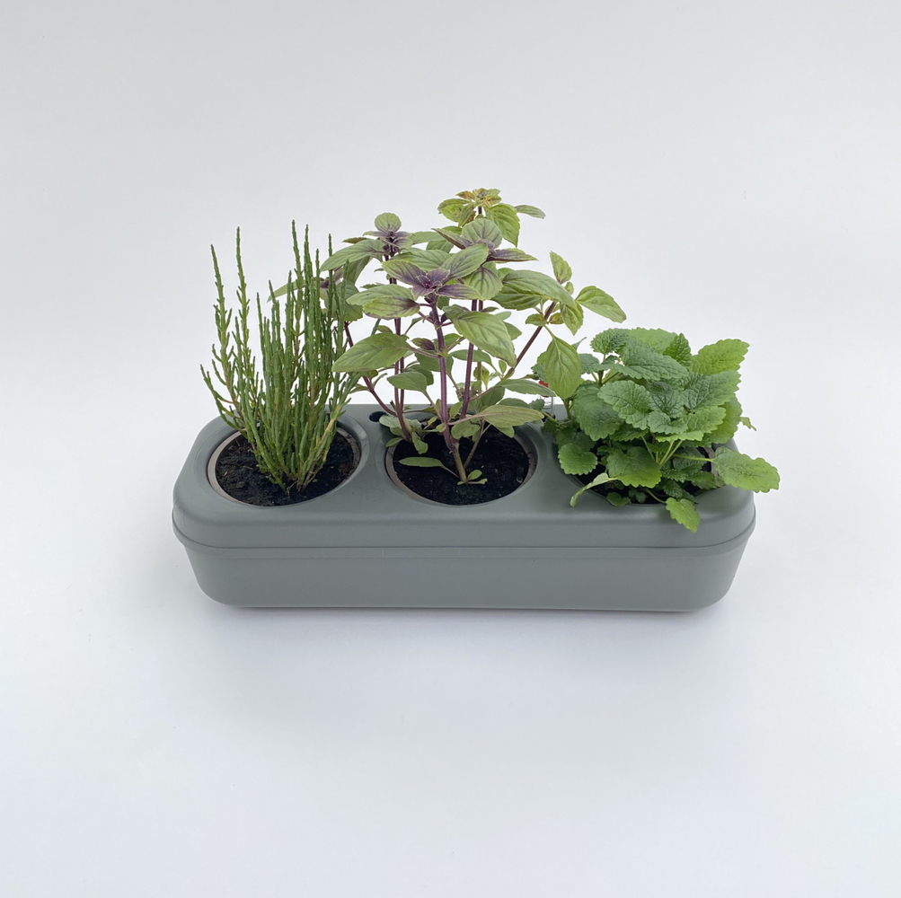 Kit potager urbain triple à planter - 3 feuilles bio | Greenweez