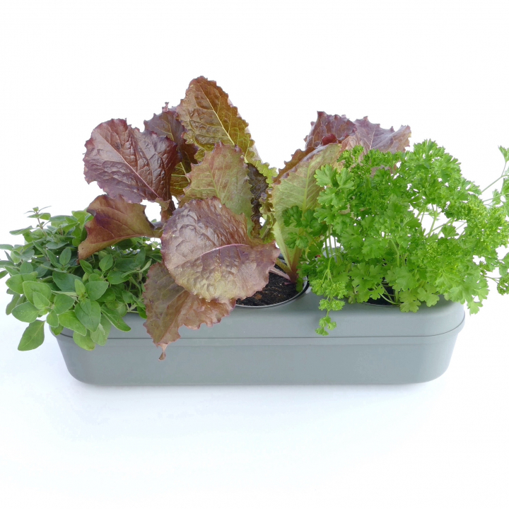 Kit potager prêt à planter - 1 fleur, 2 feuilles | Greenweez