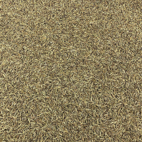 Cumin Graines Bio en Vrac 1 Kg | Greenweez