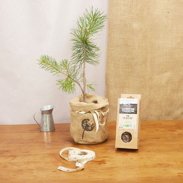 Coffret d'un pin sylvestre avec son infusion de pin bio | Greenweez