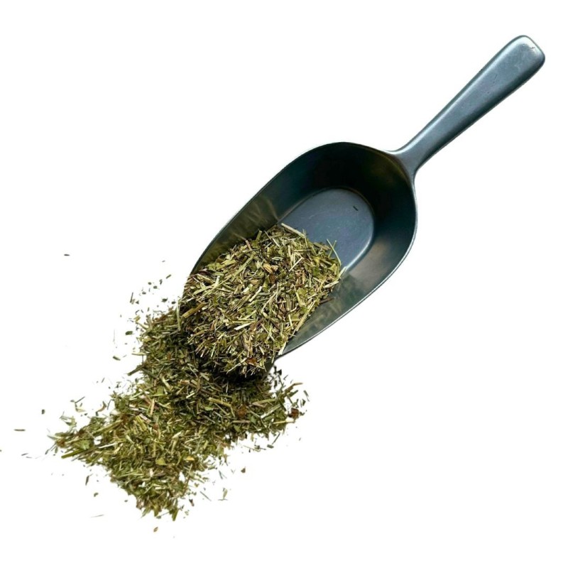 Tisane Euphraise (Casse lunette) plante Euphrasia officinalis | Greenweez