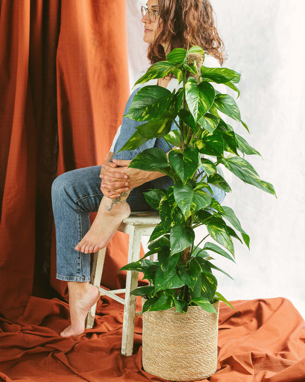 Epipremnum Aureum - Pothos XL | Greenweez