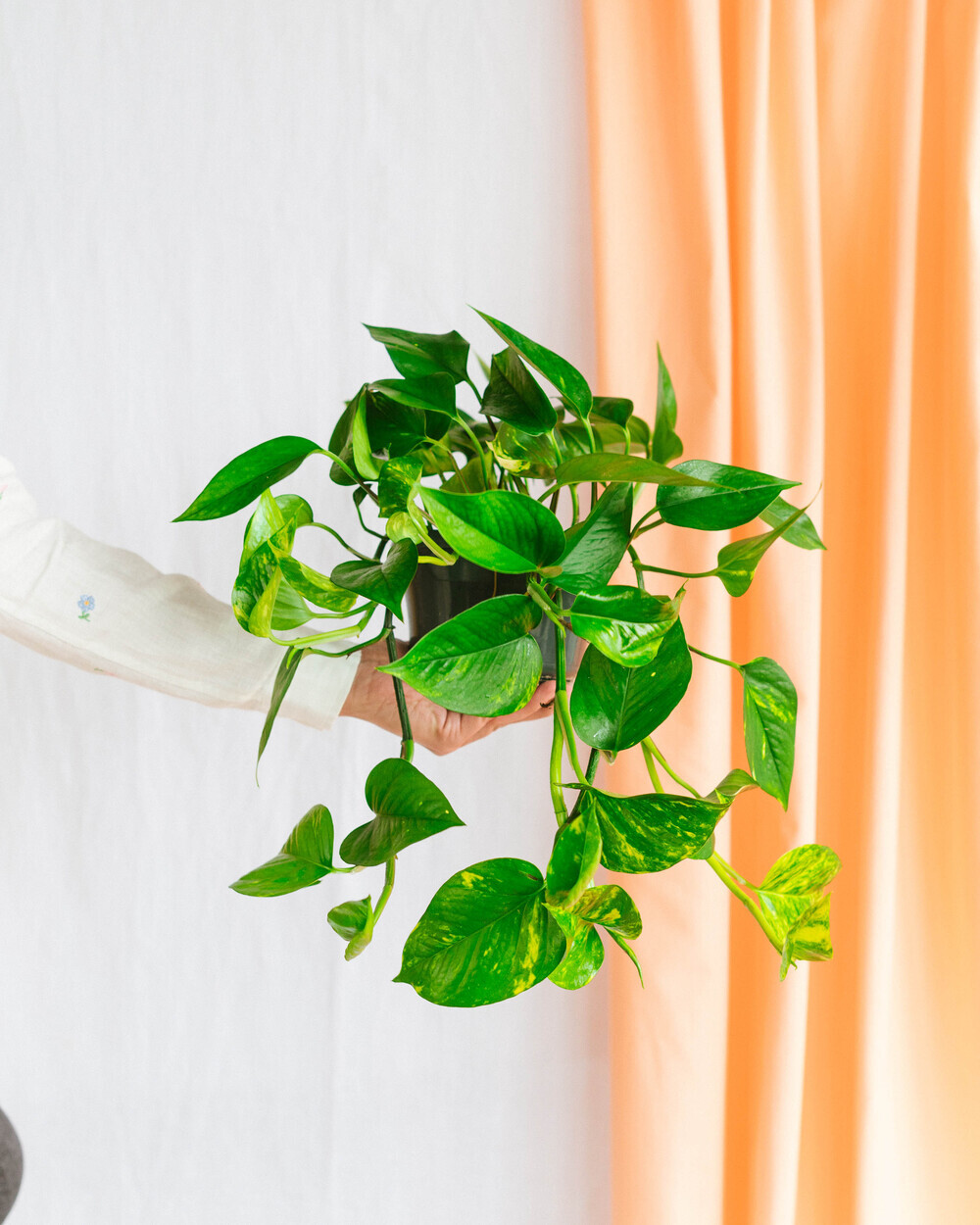 Pothos golden scindapsus epipremnum | Greenweez