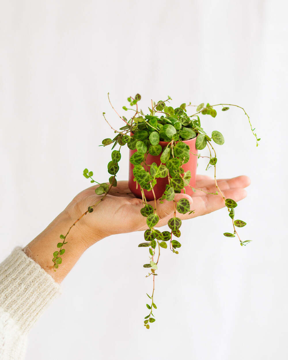 Mini Peperomia Prostata | Greenweez