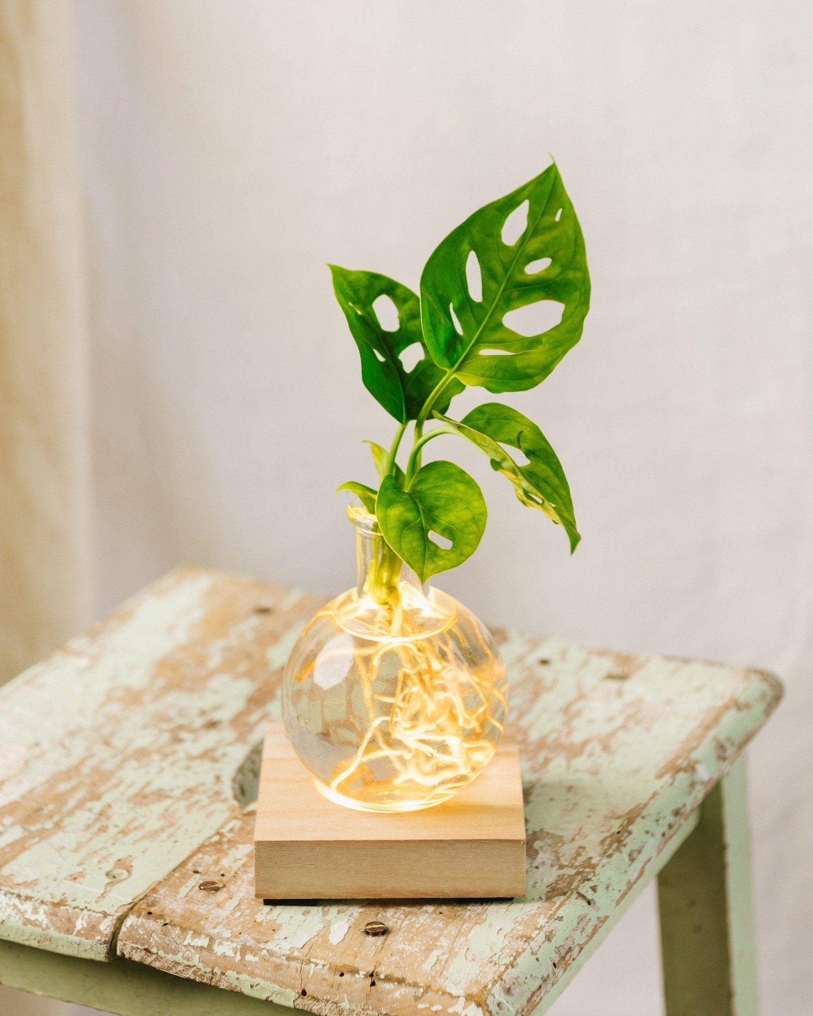 SAMOA Monstera - Hydroculture cm - Plante d'intérieur | Greenweez