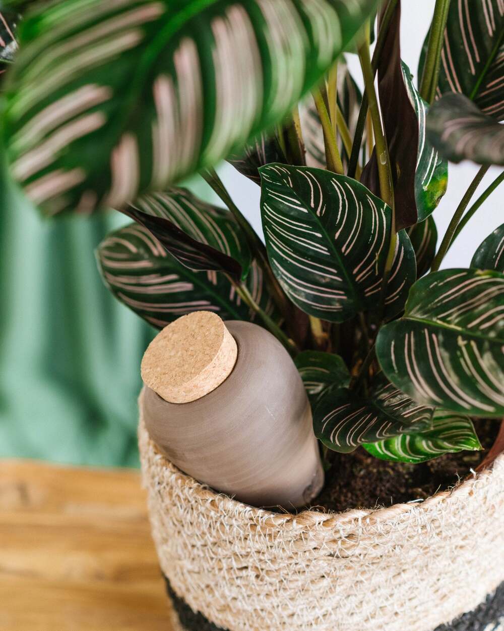 Oya Pepin brut - diffuseur d'eau pour plantes | Greenweez