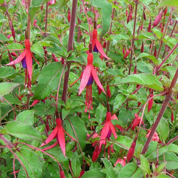 6 x Fuchsia de Magellan 'Riccartonii' - godet 9cm x 9cm | Greenweez