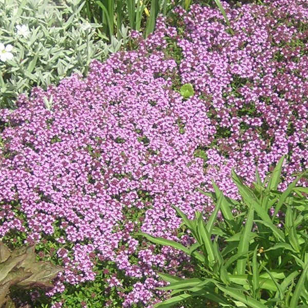 6 x Thym serpolet - godet 9cm x 9cm | Greenweez