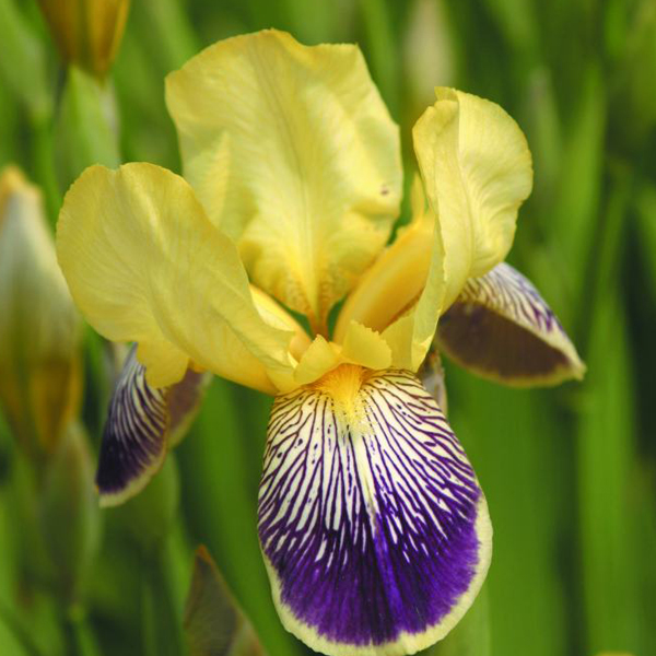 6 x Iris des jardins 'Nibelungen' - godet 9cm x 9cm | Greenweez