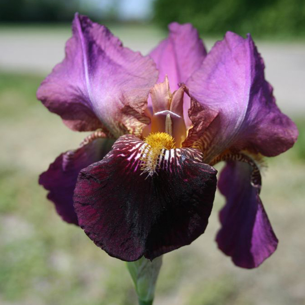 6 x Iris des jardins 'Senlac' - godet 9cm x 9cm | Greenweez