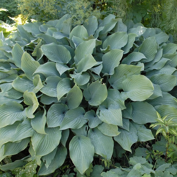 6 x Hosta 'Krossa Regal' - godet 9cm x 9cm | Greenweez