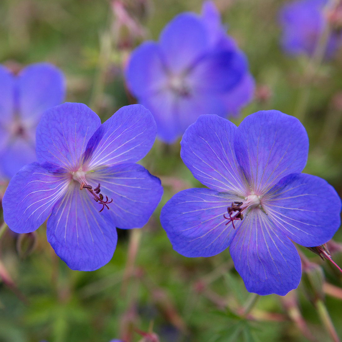 6 x Géranium vivace 'Johnson's Blue' - godet 9cm x 9cm | Greenweez