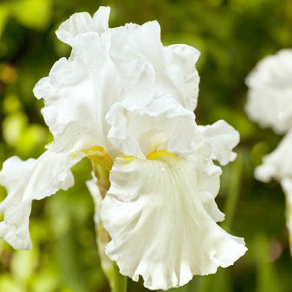 6 x Iris des jardins 'Immortality' - godet 9cm x 9cm | Greenweez