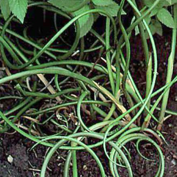 6 x Jonc diffus, Jonc commun - godet 9cm x 9cm | Greenweez