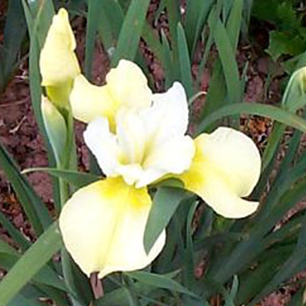 6 x Iris de Sibérie 'Butter And Sugar' - godet 9cm x 9cm | Greenweez