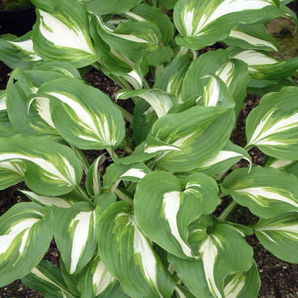 6 x Hosta undulata 'Mediomarginata' - godet 9cm x 9cm | Greenweez