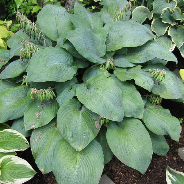 6 x Hosta 'Blue Umbrellas' - godet 9cm x 9cm | Greenweez