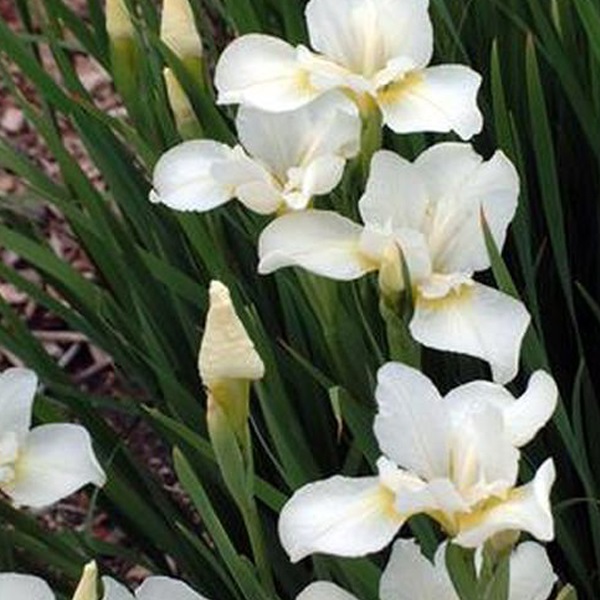 6 x Iris nain 'Bright White' - godet 9cm x 9cm | Greenweez