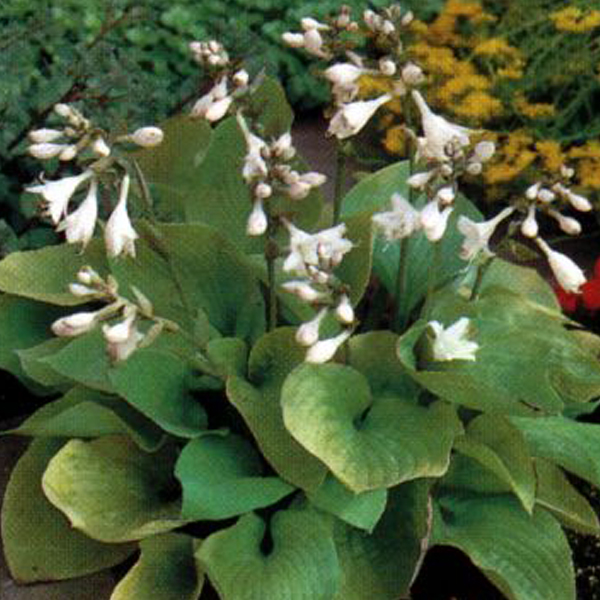 6 x Hosta 'August Moon' - godet 9cm x 9cm | Greenweez