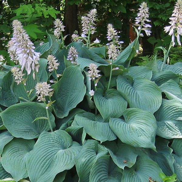 6 x Hosta 'Blue Angel' - godet 9cm x 9cm | Greenweez