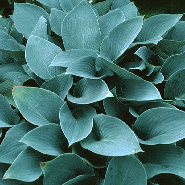 6 x Hosta 'Halcyon' - godet 9cm x 9cm | Greenweez