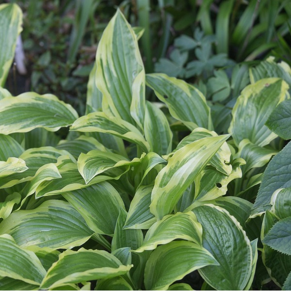 6 x Hosta 'Ground Master' - godet 9cm x 9cm | Greenweez