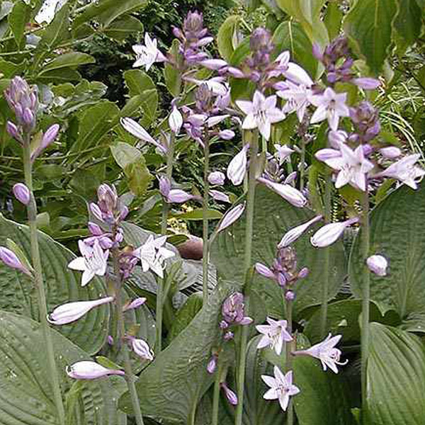 6 x Hosta fortunei 'Hyacinthina' - godet 9cm x 9cm | Greenweez