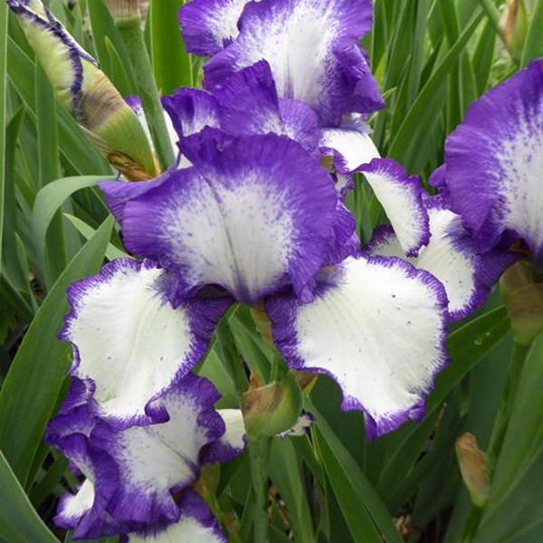 6 x Iris des jardins 'Loop The Loop' - godet 9cm x 9cm | Greenweez