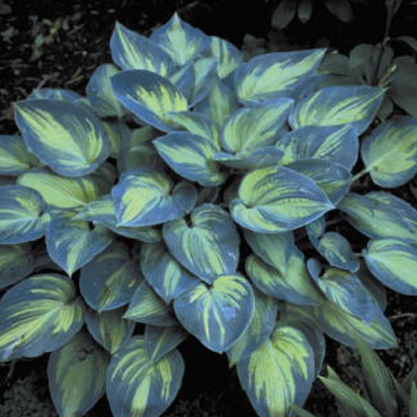 6 x Hosta 'June' - godet 9cm x 9cm | Greenweez