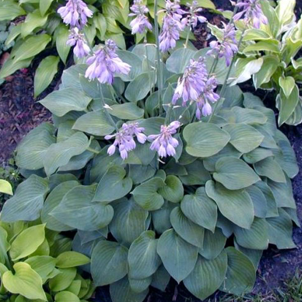 6 x Hosta 'Blue Cadet' - godet 9cm x 9cm | Greenweez