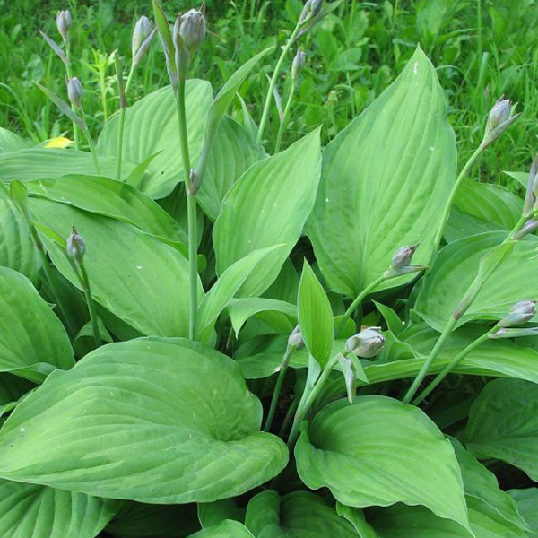 6 x Hosta fortunei 'Albopicta' - godet 9cm x 9cm | Greenweez