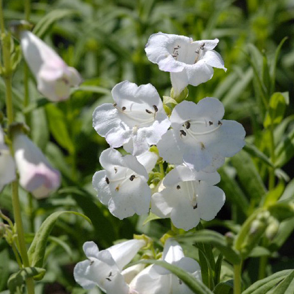6 x Galane 'White Bedder' - godet 9cm x 9cm | Greenweez