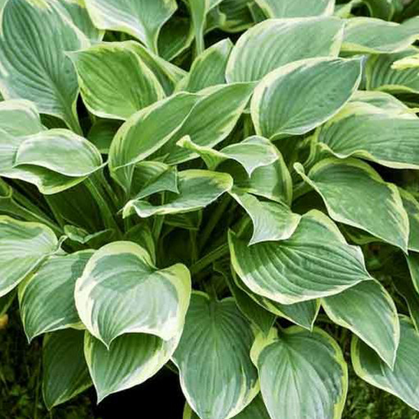 6 x Hosta fortunei 'Aureomarginata' - godet 9cm x 9cm | Greenweez