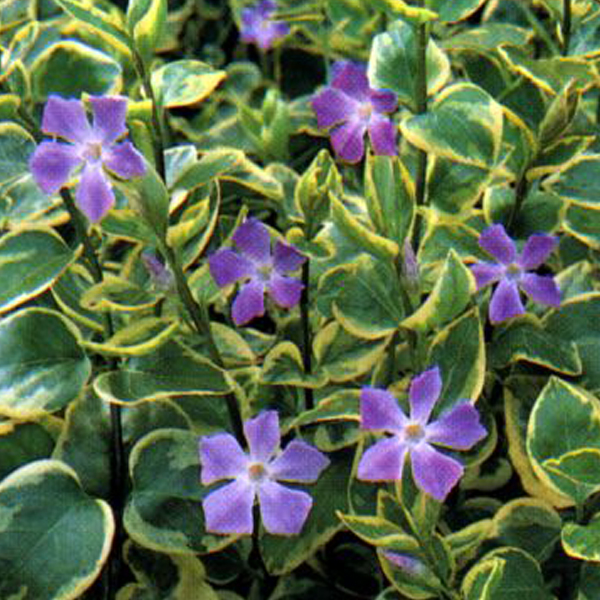 6 x Grande pervenche 'Variegata' - godet 9cm x 9cm | Greenweez