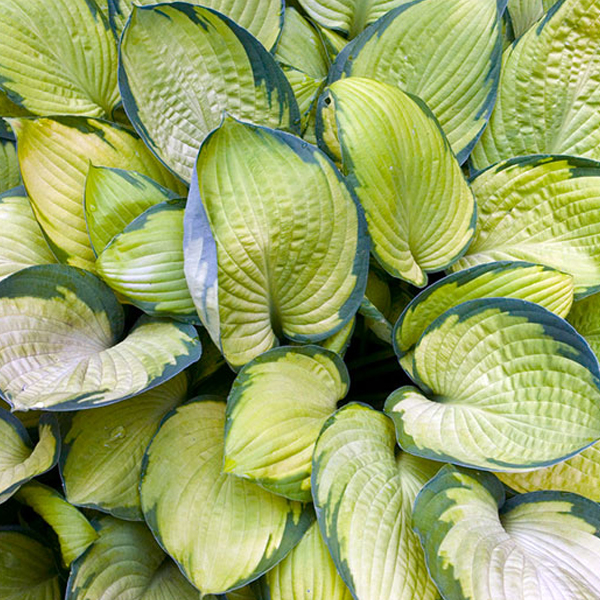 6 x Hosta 'Gold Standard' - godet 9cm x 9cm | Greenweez